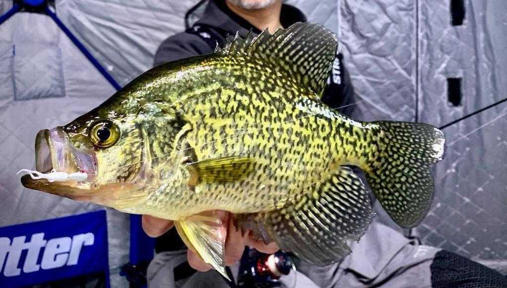 Pro Kits & Variety Packs – Freedom Baitz